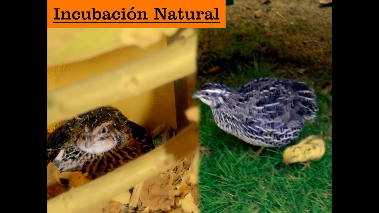 Codorniz Incubando al Natural - YouTube