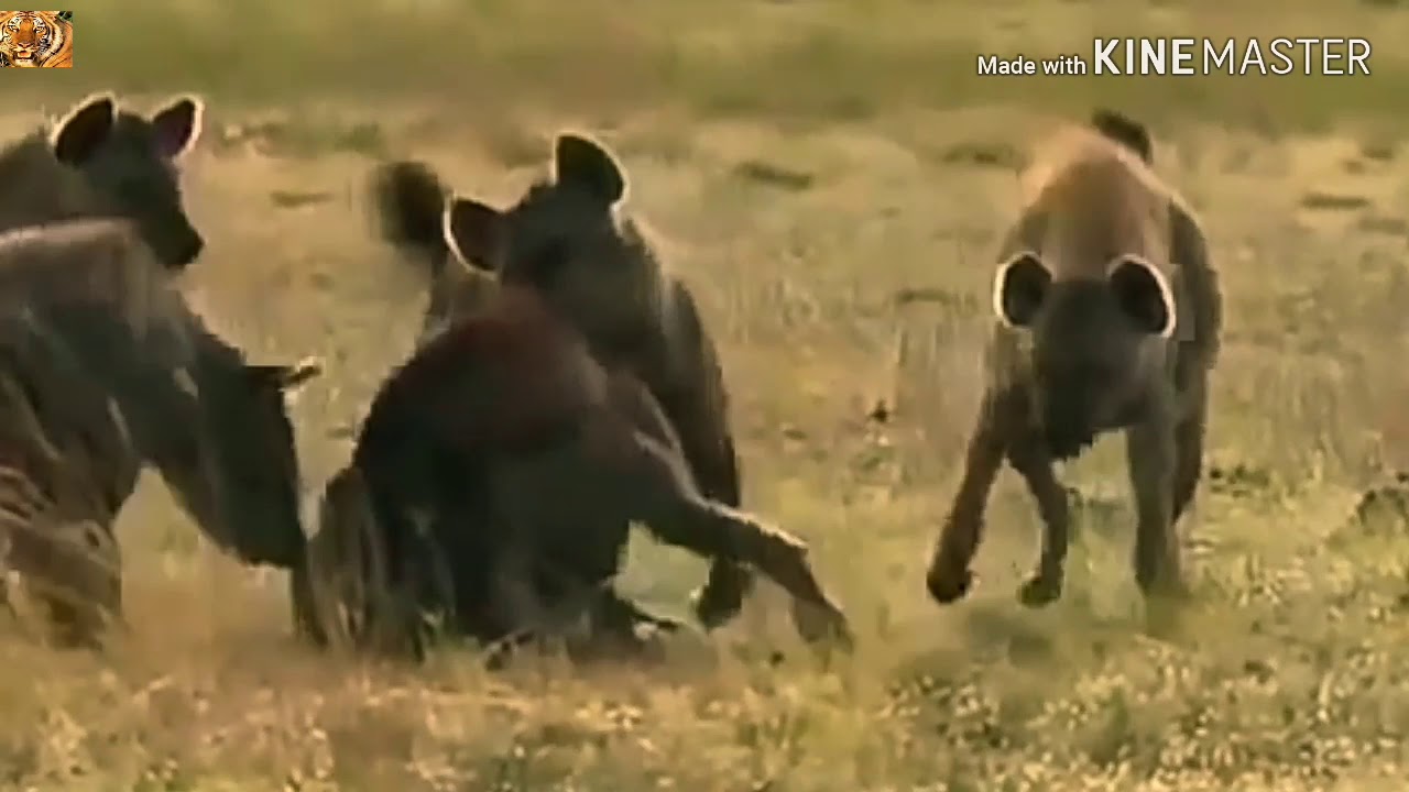 Watch hyena kills hyena|Must watch|epic battle|animal complication 2019 ...