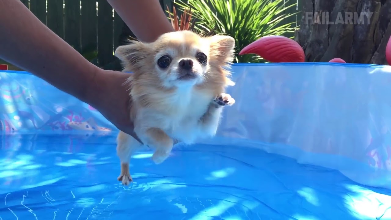 Funny Animal Fails 2016 Animal Compilation from FailArmy - YouTube