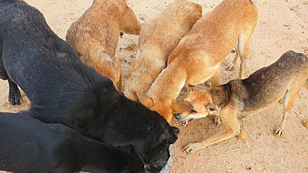Animals family very hungry food, poor dogs - YouTube