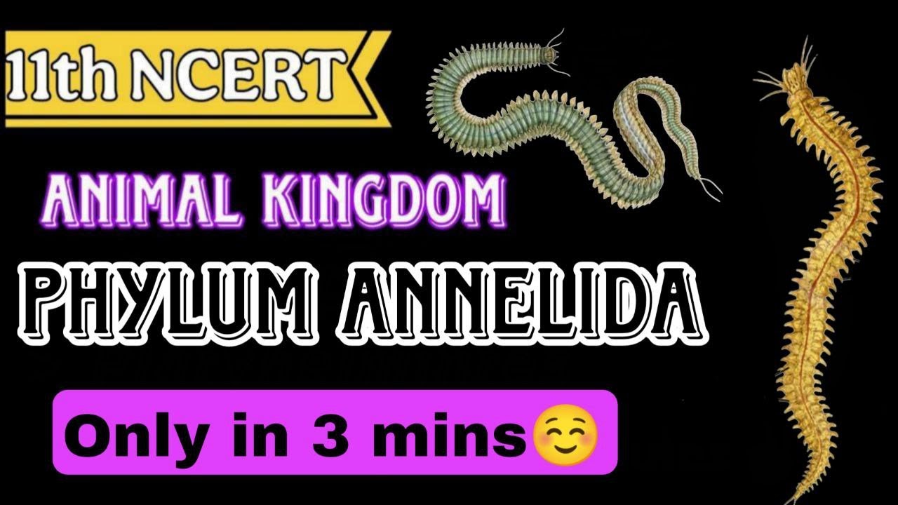 Phylum Annelida Just 3 min l Animal kingdom l NCERT IMORTANT POINT AND ...