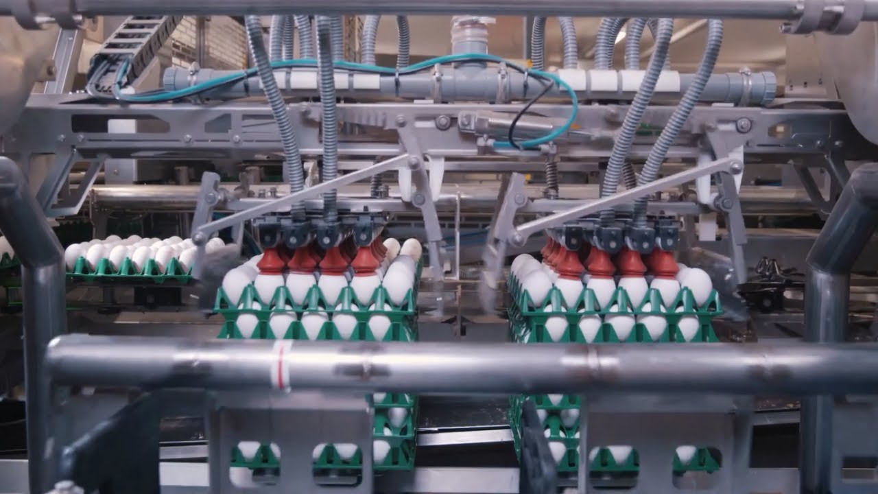 Inside Automatic Egg Processing Machines, egg sorting machine ...