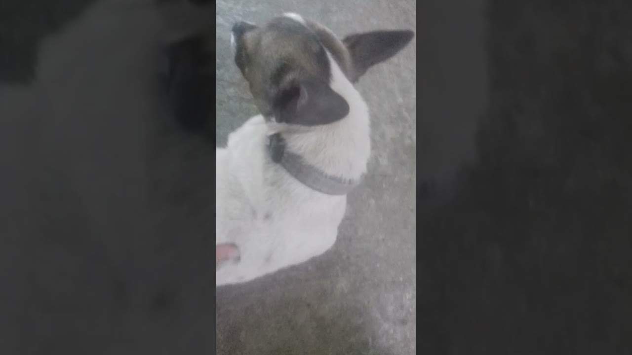 la evolucion de trivilin - YouTube