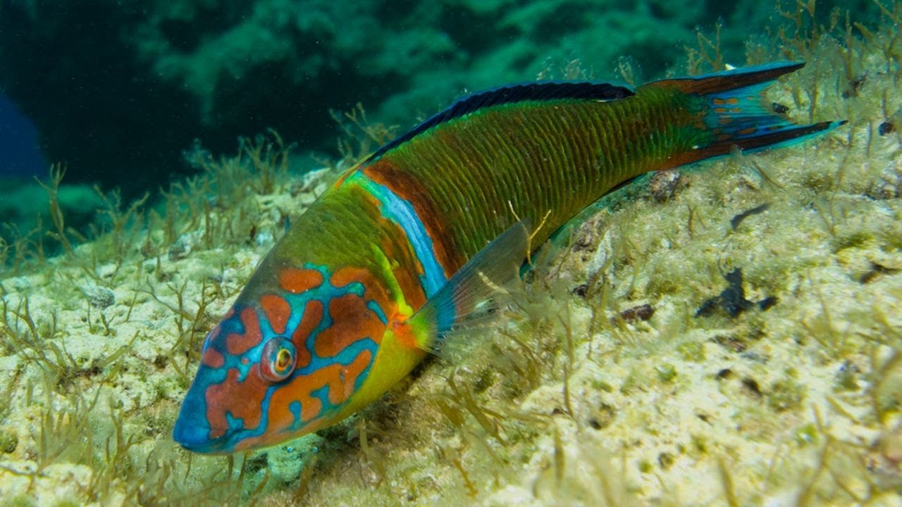 Mundo submarino: Pejeverde (pez verde) - YouTube