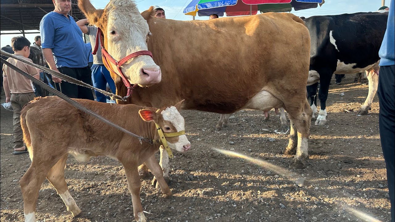 ANDIJON BULOQ BOSHI KULA SIGIR NARXLARI SIGIR EGALARIDAN TEL NOMERLARI ...