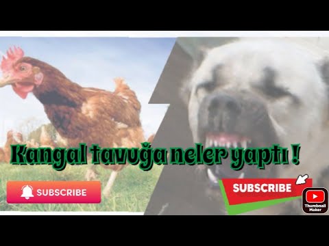 VAHŞİ KANGAL TAVUĞA ACIMADI !!! 😰😰