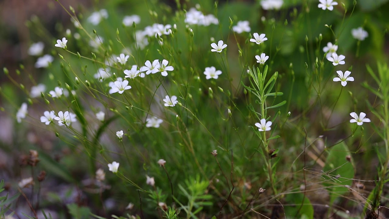 삼수개미자리-Asian spring stitchwort-Arenaria stricta var. uliginosa - YouTube