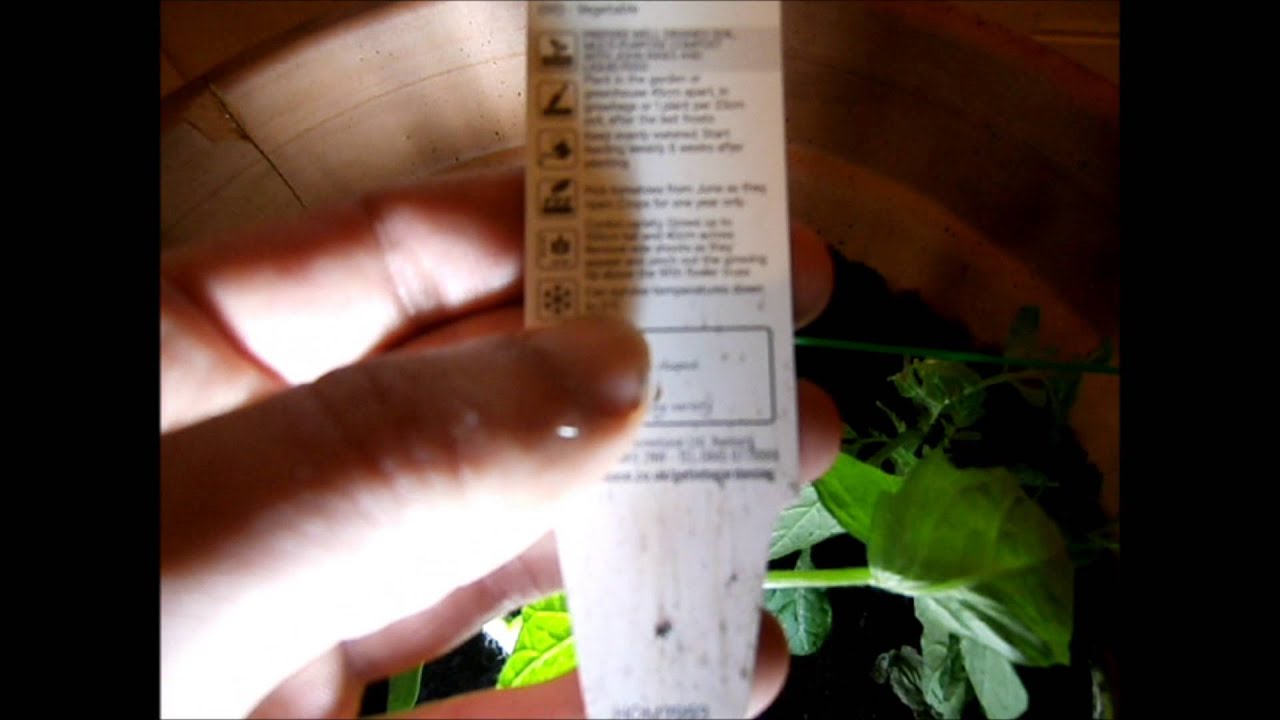 Frost Hardy Tomato Plants to 0°C -Survived even light snow! COLD HARDY ...