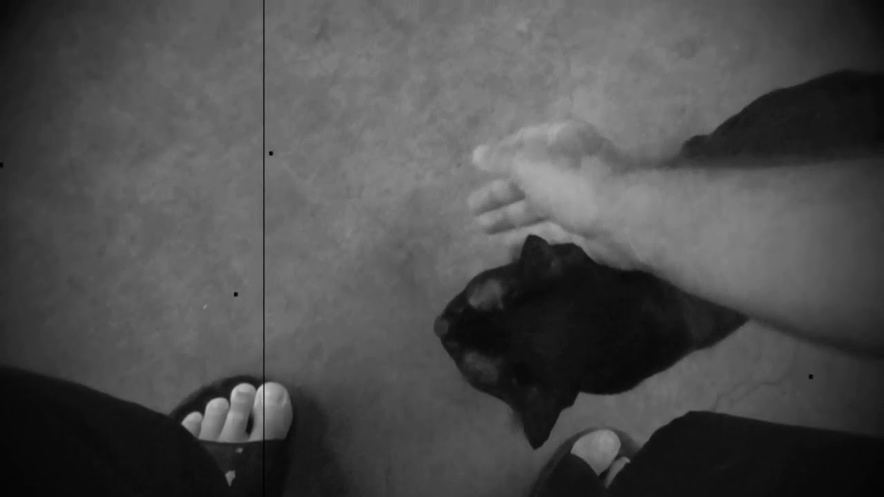 CAT-Stroker Stroking CAT - YouTube