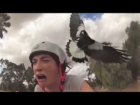 Birds Attacking Humans Mandela Effect - YouTube