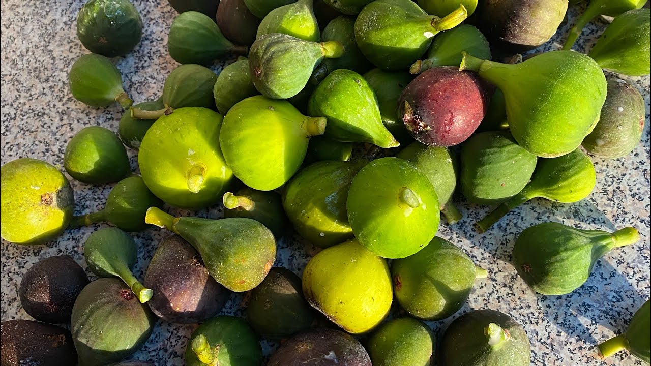 Winter Is Coming: What to do with all of your unripened fig. - YouTube