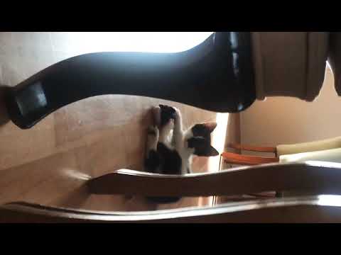 Miyav ben oynamayı çok seven bir kediyim miyav