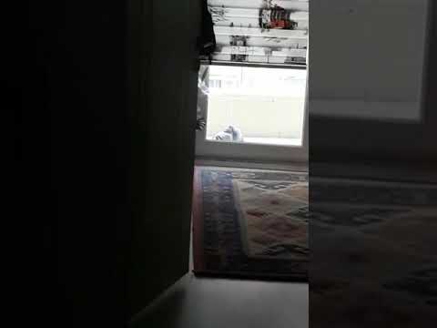 SEVGİ BÖYLE BİR ŞEY OLSA GEREK