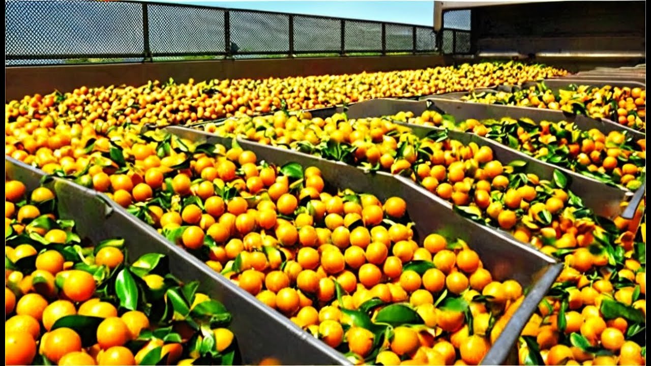 How American Farmers Harvest 4.9 Million Tons Of Citrus | Farming ...