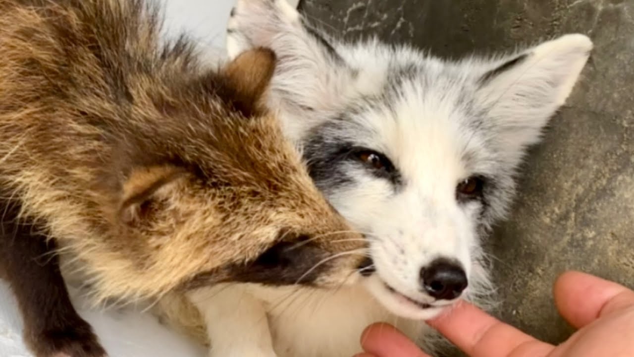 Incredible friendship! The adorable little fox 🦊 and the little bear 🐻 ...