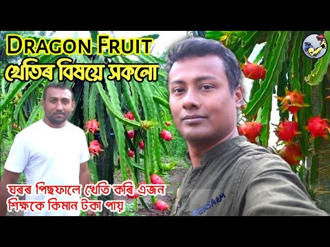 Dragon Fruit Famring in Assam | Dragon Fruit in Assam | অসমত খেতি কৰিব ...