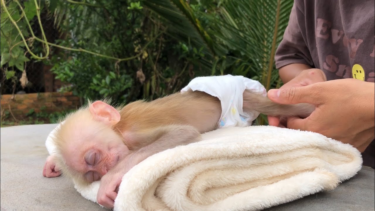 Baby monkey Moon wants to be gently massaged by dad - YouTube