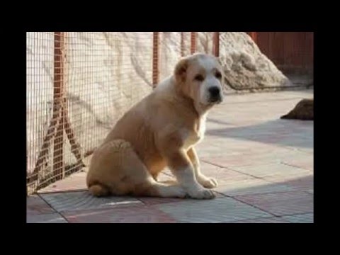 ALABAY puppy