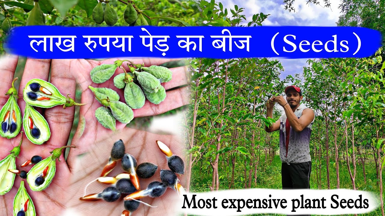 Agarwood Trees Seeds Full Details || World Most Expensive plant seeds ...