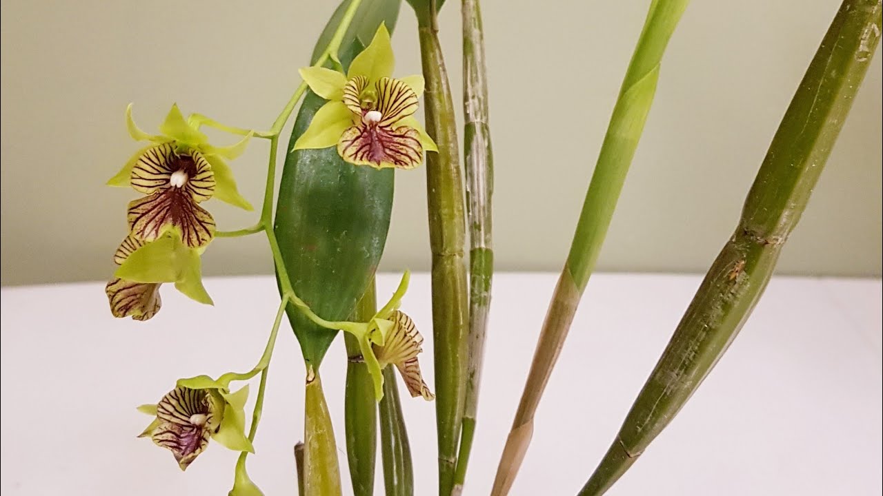 杂交宽口石斛 Latouria Dendrobium Green Flash (Andree Millar x convolutum ...