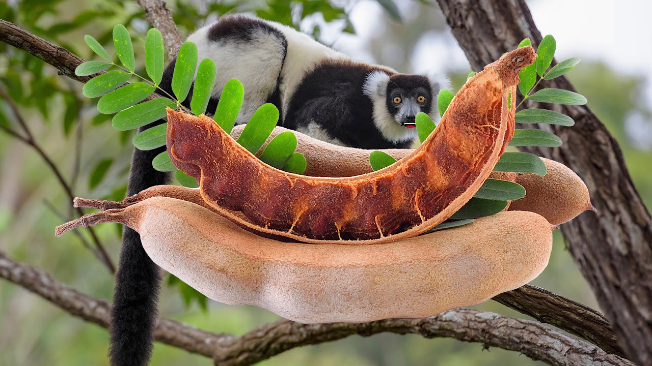 Lemur | All About Animals | The Friday Zone | WTIU | PBS - YouTube