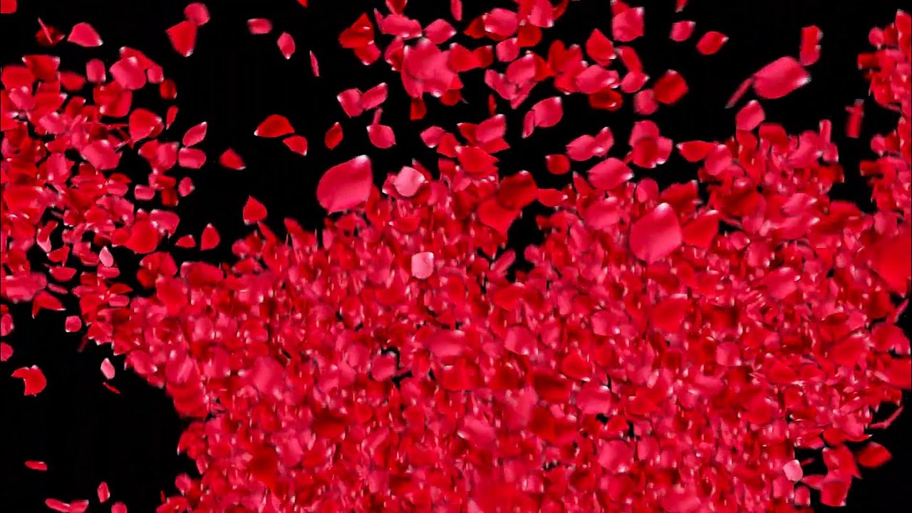 FALLING PETALS Background Effect | ROSE PETALS Falling | Black Screen ...