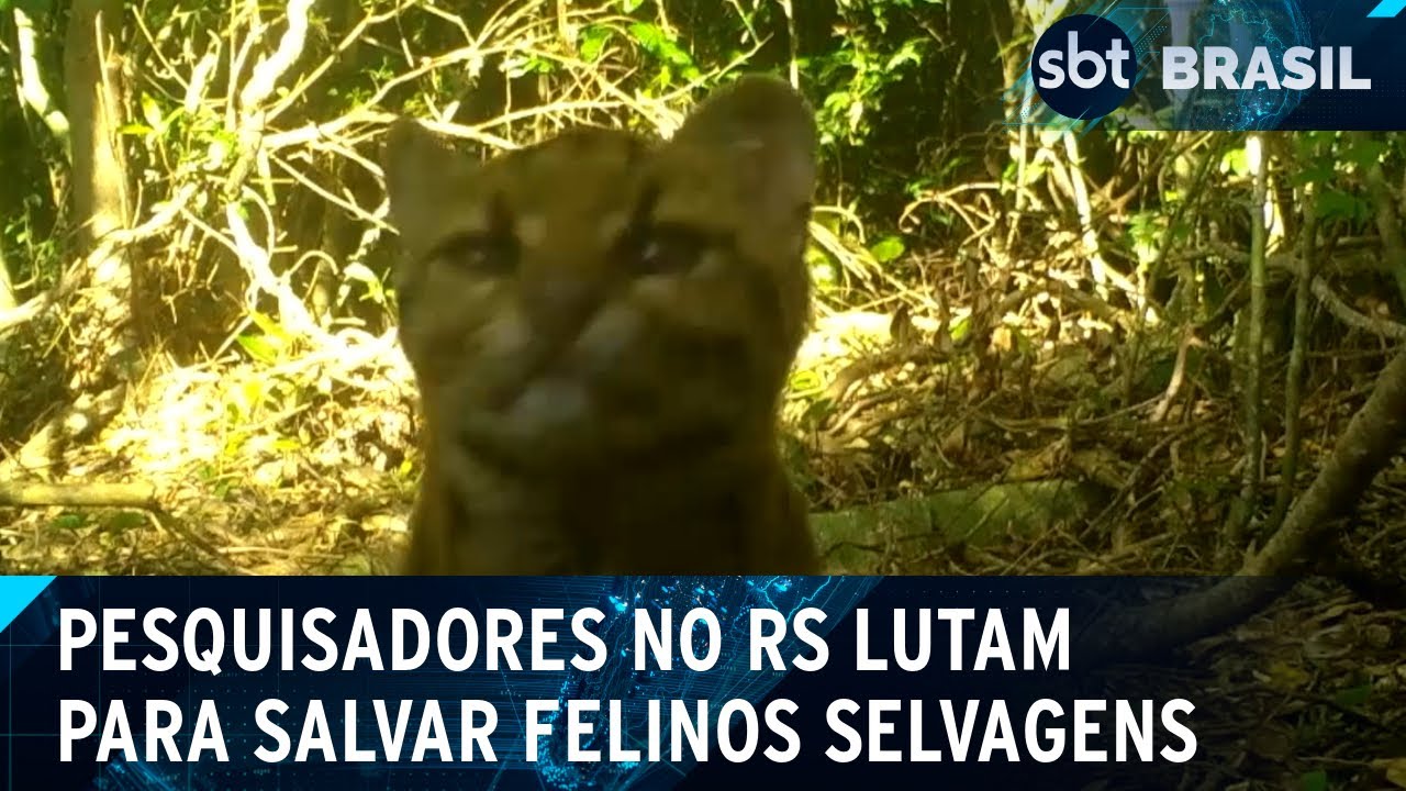 Felinos ameaçados: Rio Grande do Sul busca preservação | SBT Brasil (02 ...