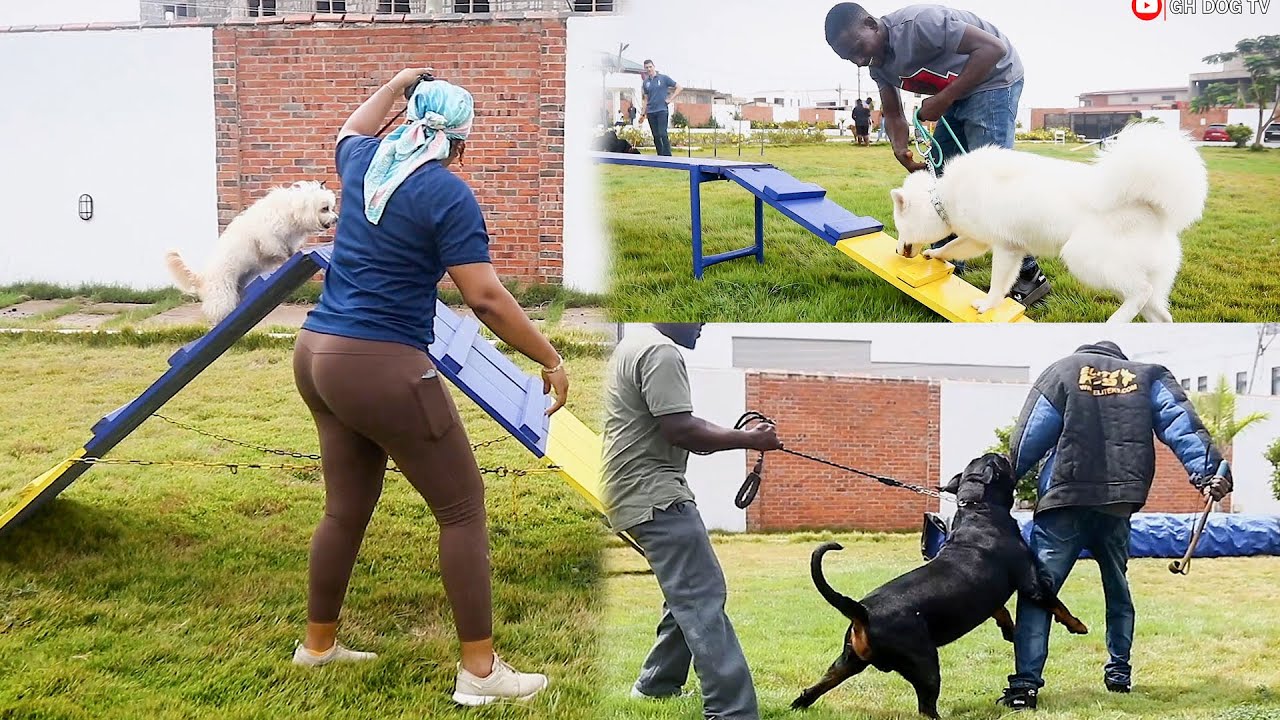 Experience the Thrills of Bite, Agility, and Fun at Liebe K9's Epic Dog Homecoming! - YouTube