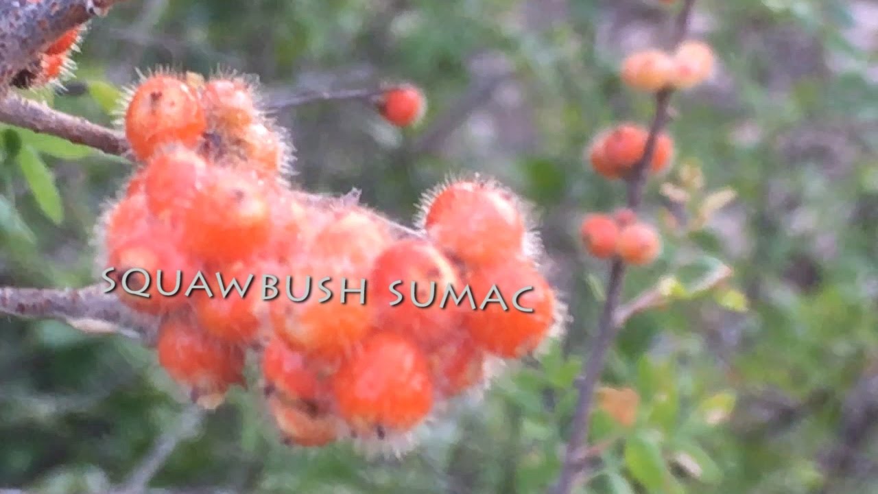 Squawbush Sumac - YouTube