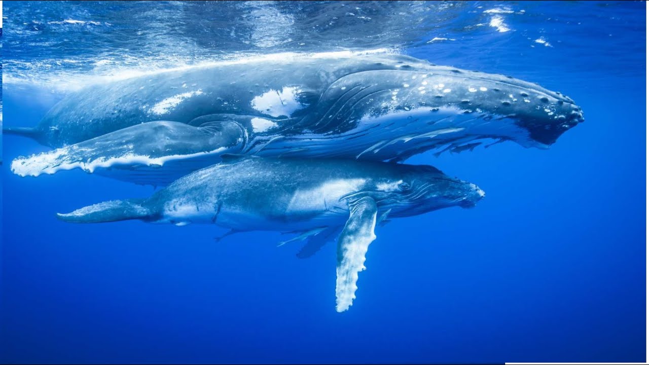 Whale Love The Intriguing Shape of Mating - What whale penis look like ...