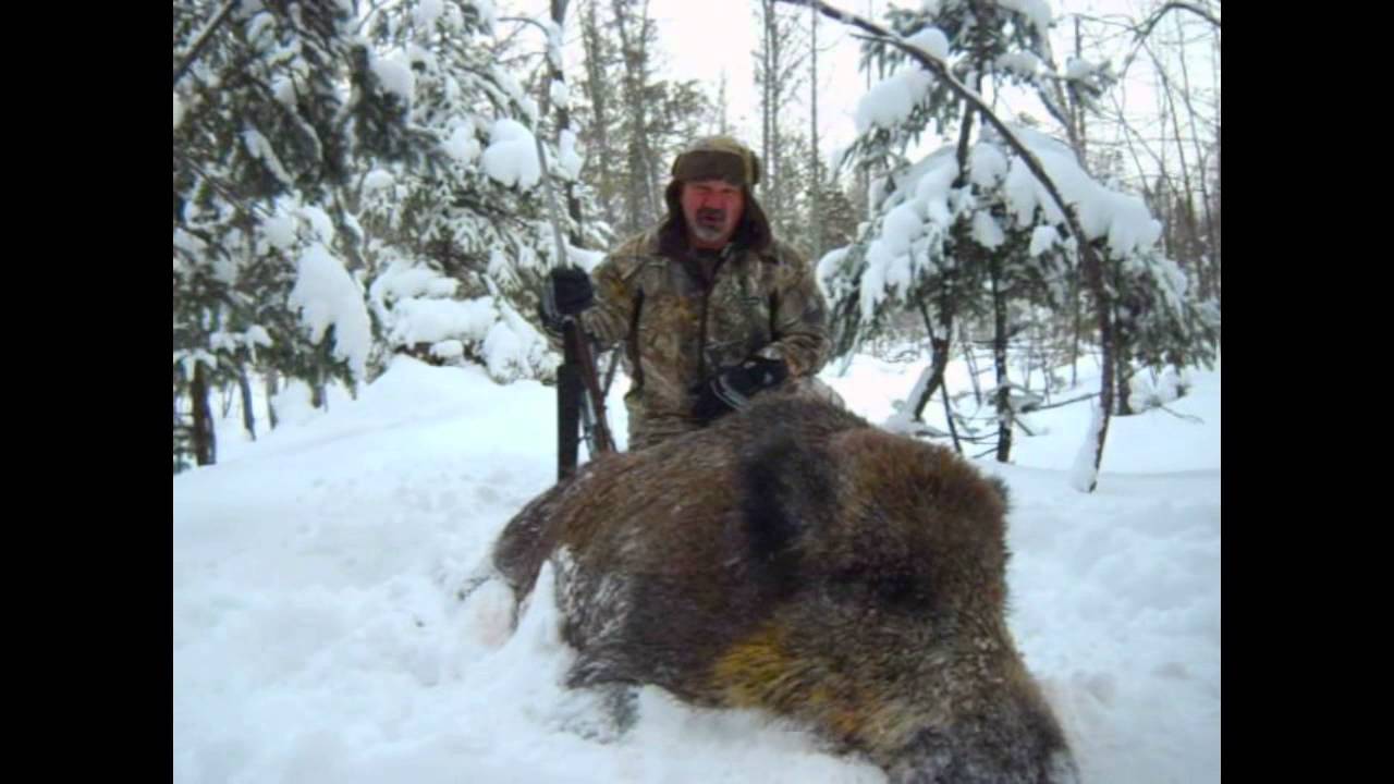 Russian Boar - Giant Boar Slayed by South Dakota Hunter - YouTube