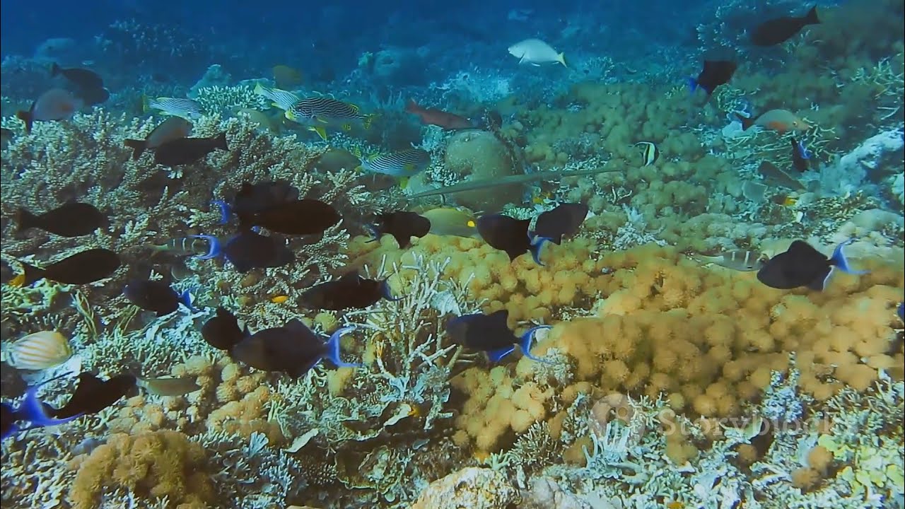 Exploring the Hidden World of Coral Reefs. - YouTube