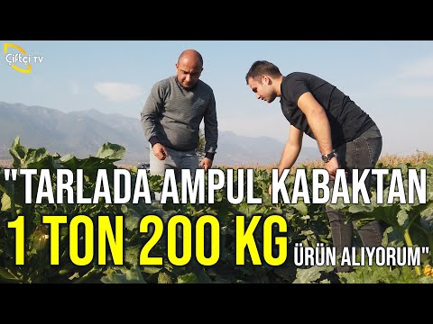 Ampul Kabak Yetiştiriciliği (Tarlada 1 Ton 200 Kg Ürün Alıyorum!) - Tarla Bitkileri