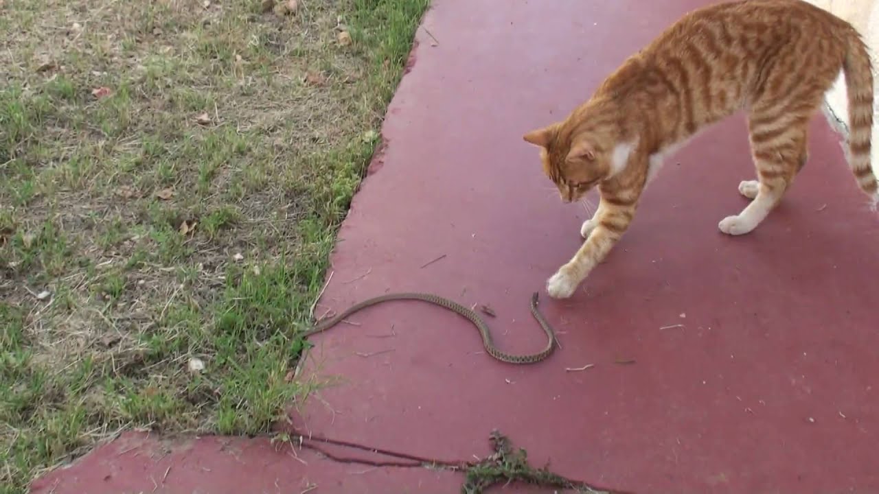 Best Outdoor Cat For Snakes at Frances Fisk blog