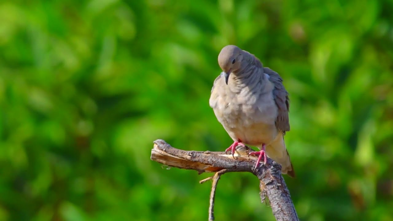 Dove bird videos for Kids, Cats, Dogs, Babies, Kittens, Birds, Budgies ...