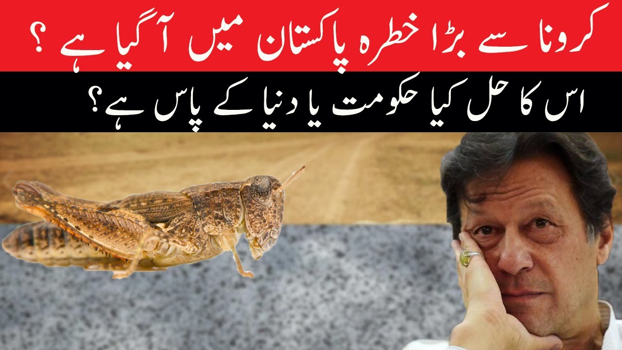 Locust is destroying the food in Pakistan | Full Details of the damage ...