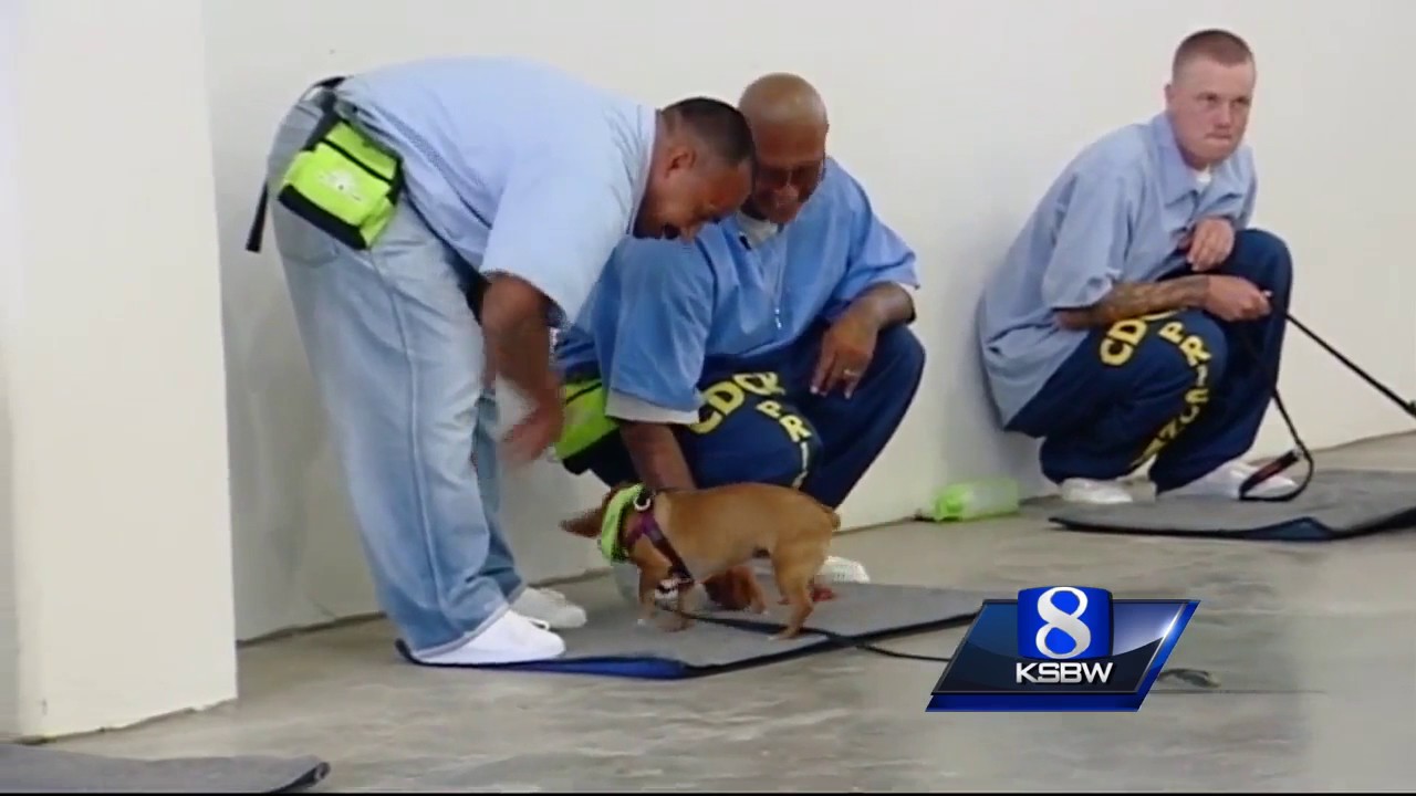 Soledad prison inmates train shelter dogs - YouTube