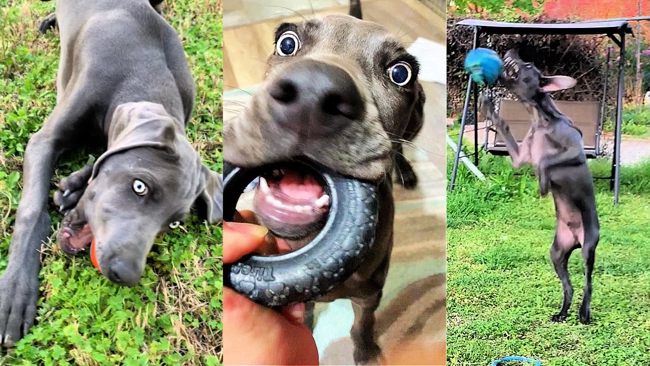 4 month old Weimaraner's tiktok funny moments compilation 2021!!! Baloo ...