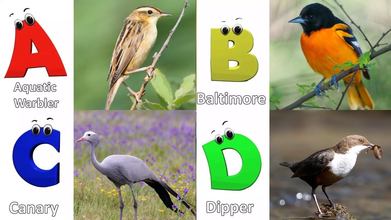 Birds ABC Song | Birds Alphabet Song for Kids | Alphabet Letters ...