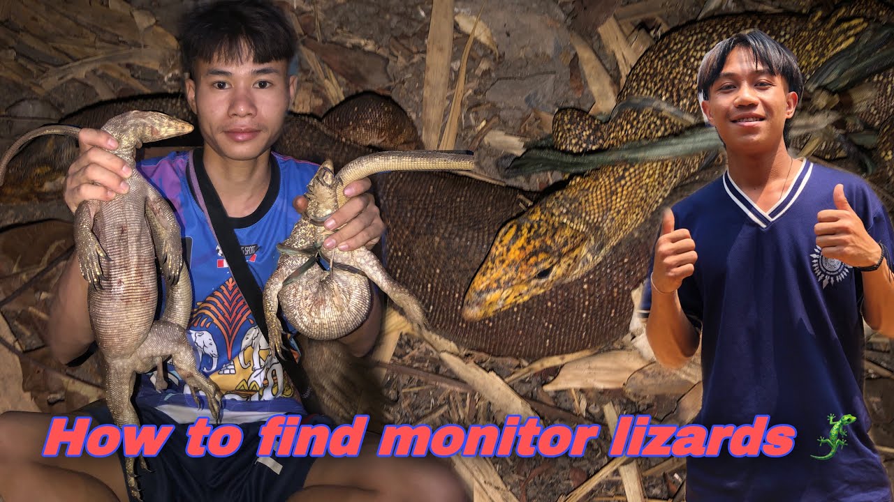 How to find monitor lizards 🦎 - YouTube
