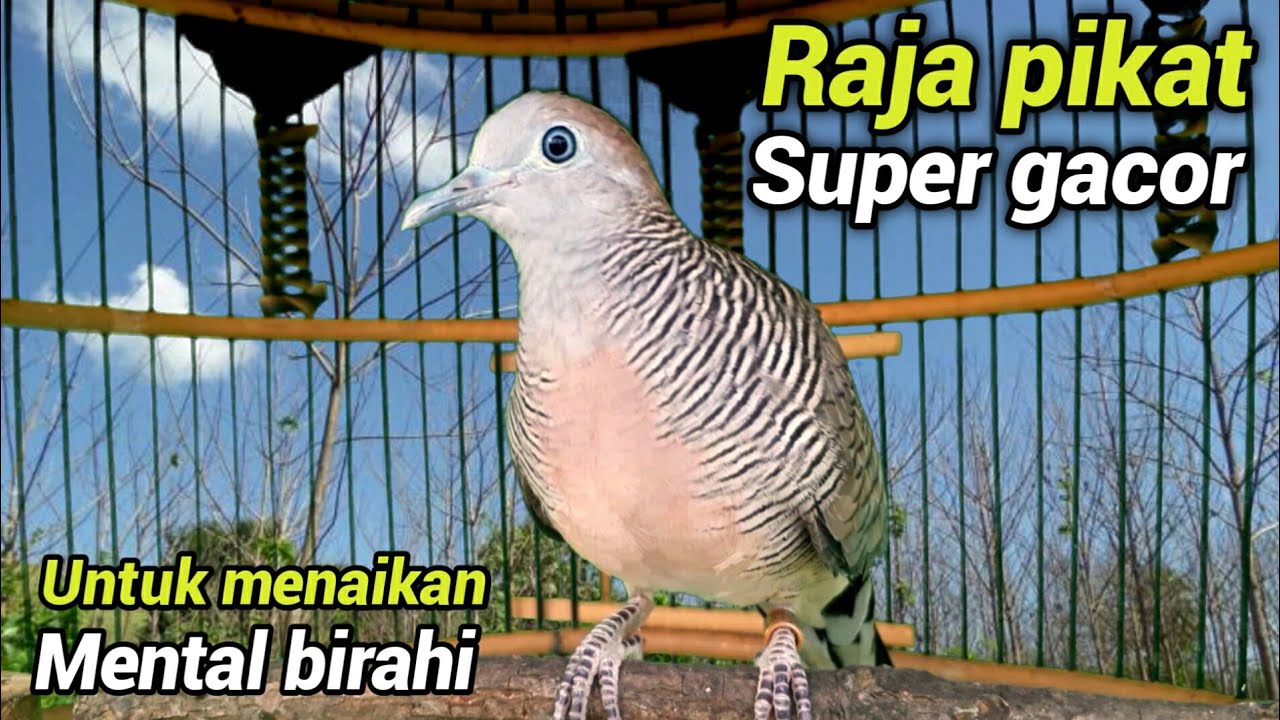 Perkutut lokal gacor Raja pikat super gacor - YouTube