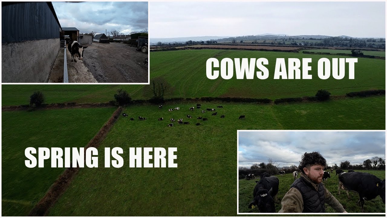 COWS ARE OUT GRAZING / SPRING IS HERE / Calving Season Begins - YouTube
