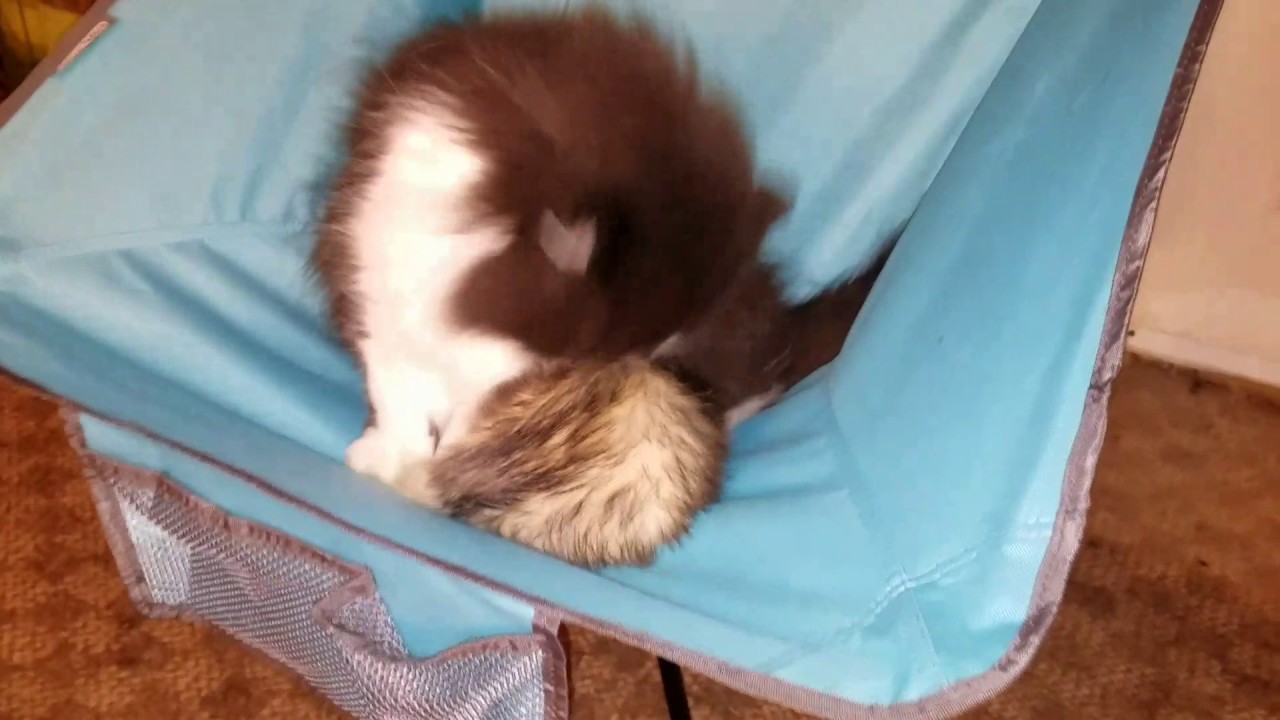 Battle for the new chair - YouTube