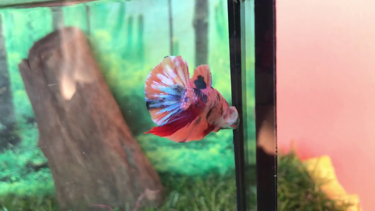 Candy Nemo - YouTube