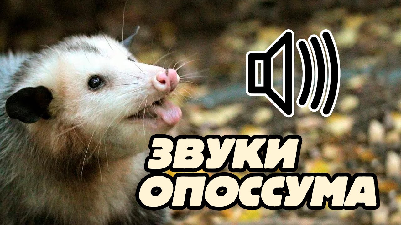 Звук опоссума/opossum sound - YouTube