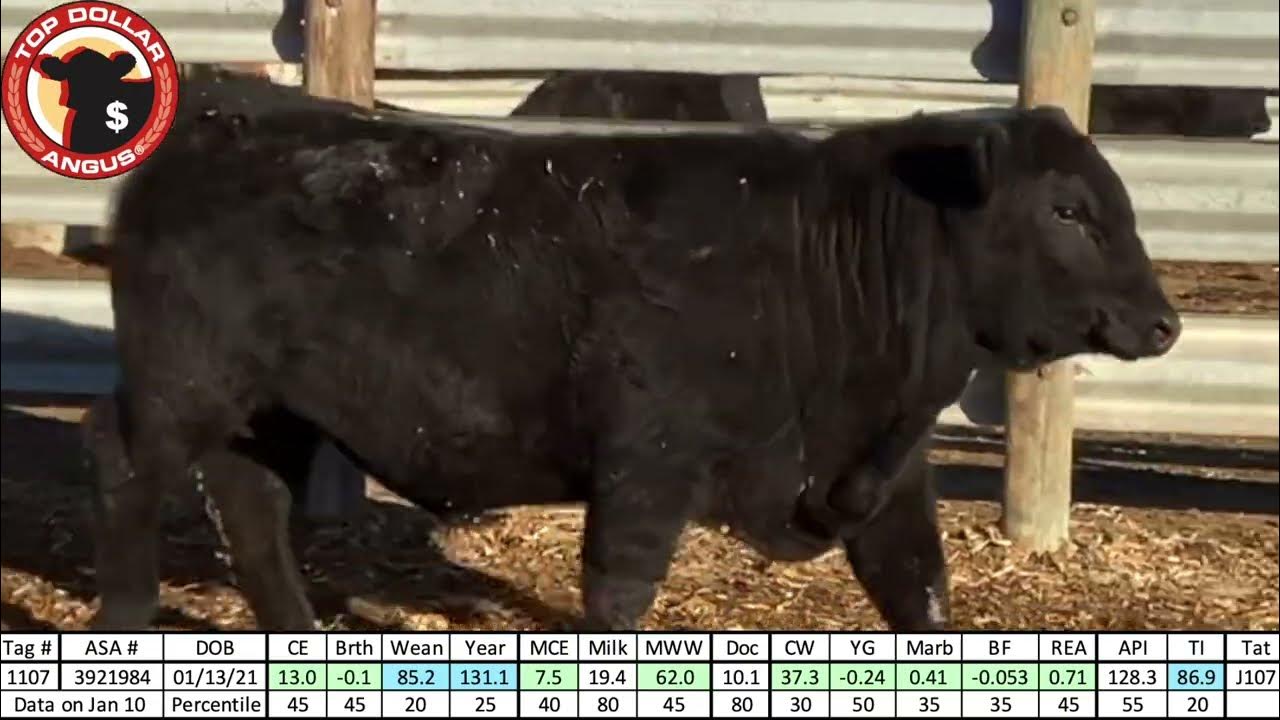 SimAngus Bull 1107 - Rhodes Angus 2022 - YouTube