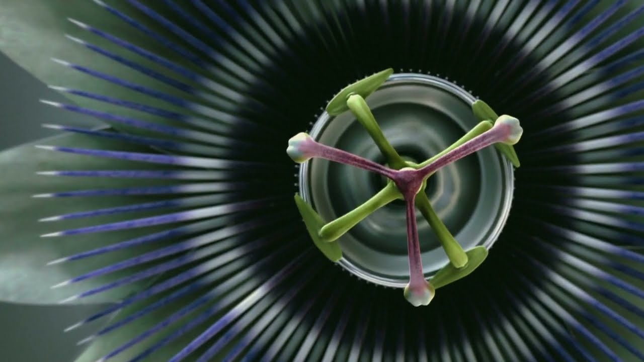 THX Ultra2 Plus Digitally Mastered Avatar Intro After Credits Amazing ...