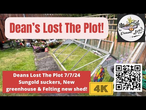 Deans Lost The Plot 7/7/24 Sungold suckers, New greenhouse & Felting new shed! - YouTube