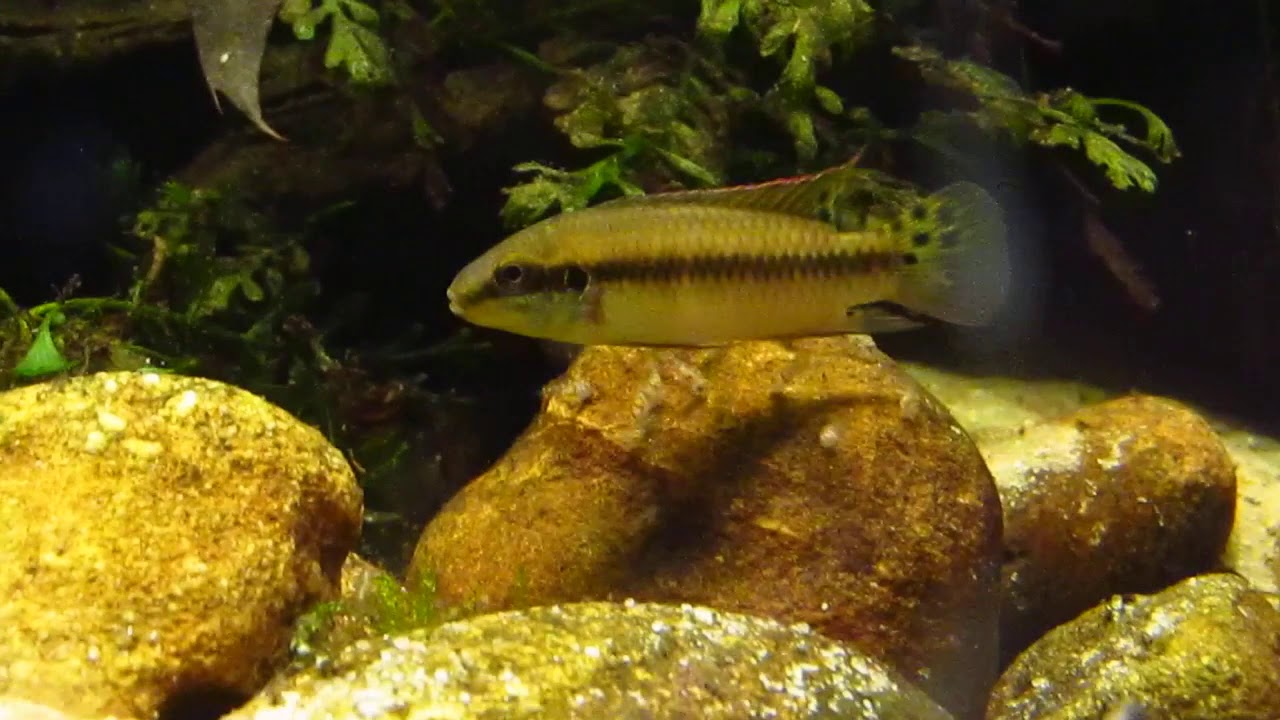 Enigmatochromis lucanusi - YouTube
