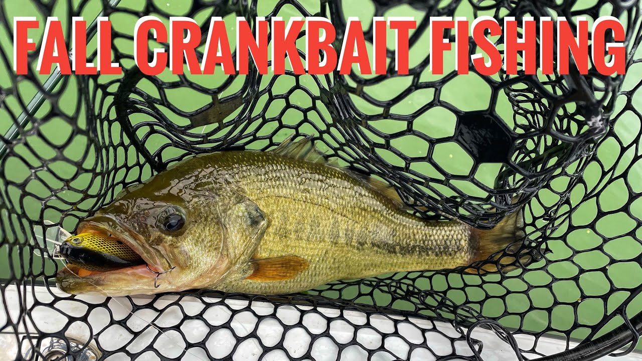 The Perfect Setup For Shallow to Medium Diving Crankbaits | Fall ...